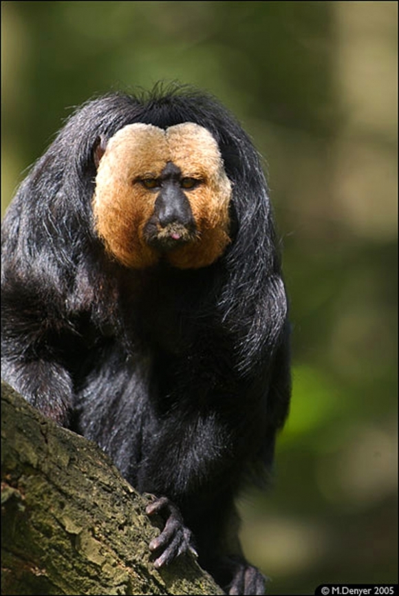 Amazon ormanlarında yaşayan bir maymun türü ... - BulmacaCevap ...