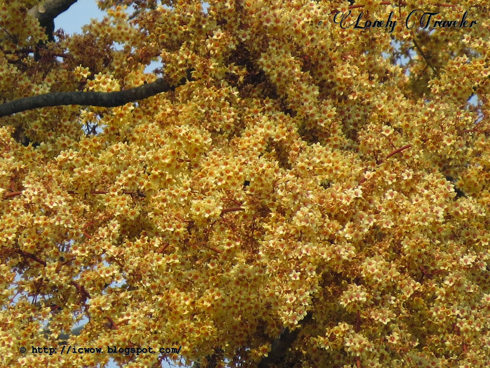 Udal ful (উদাল ফুল) - Sterculia villosa