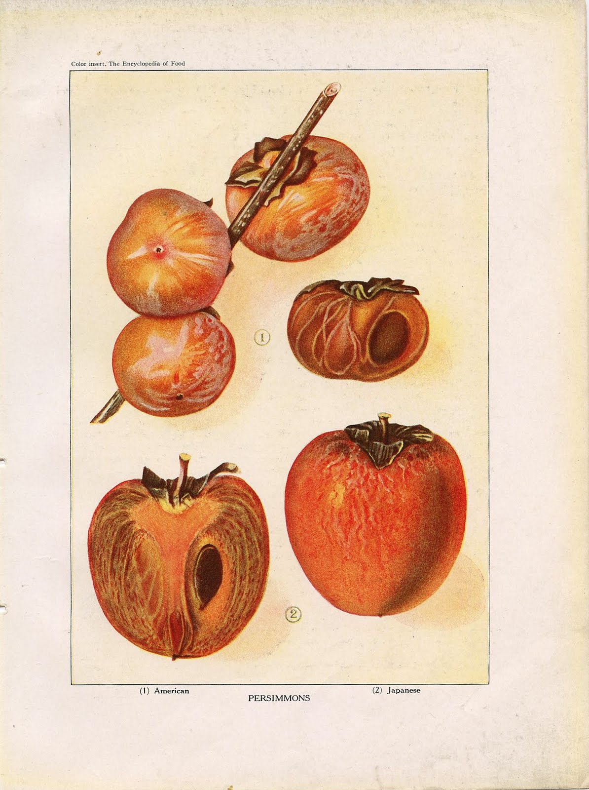 Temperate Climate Permaculture: Permaculture Plants: Persimmons