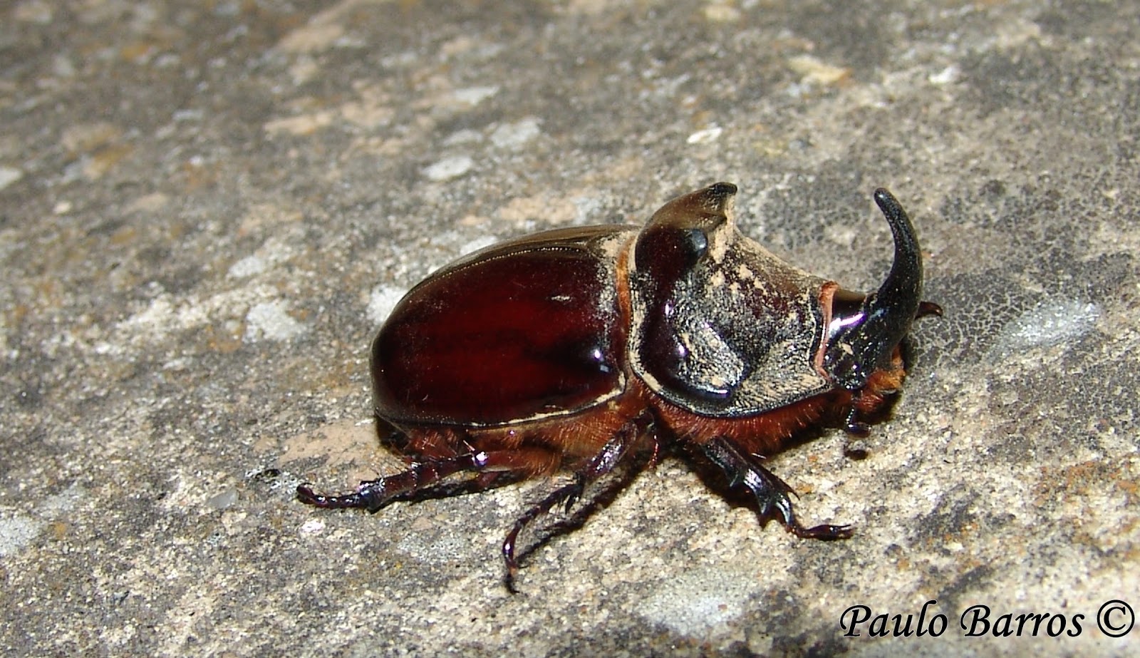 UM DIA DE CAMPO: Escaravelho rinoceronte (Oryctes nasicornis)