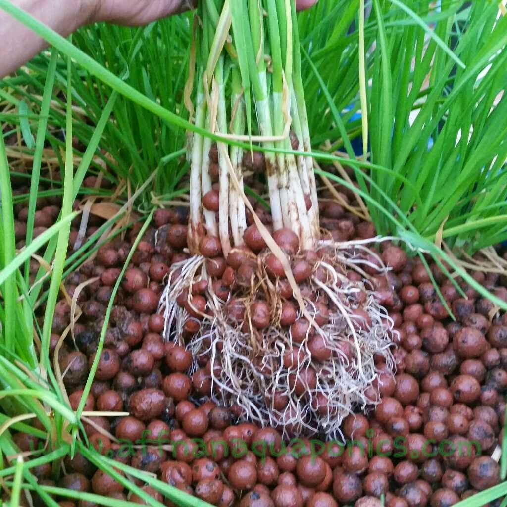 Affnan's Aquaponics: Potting Garlic Chives - Kuchai Redo