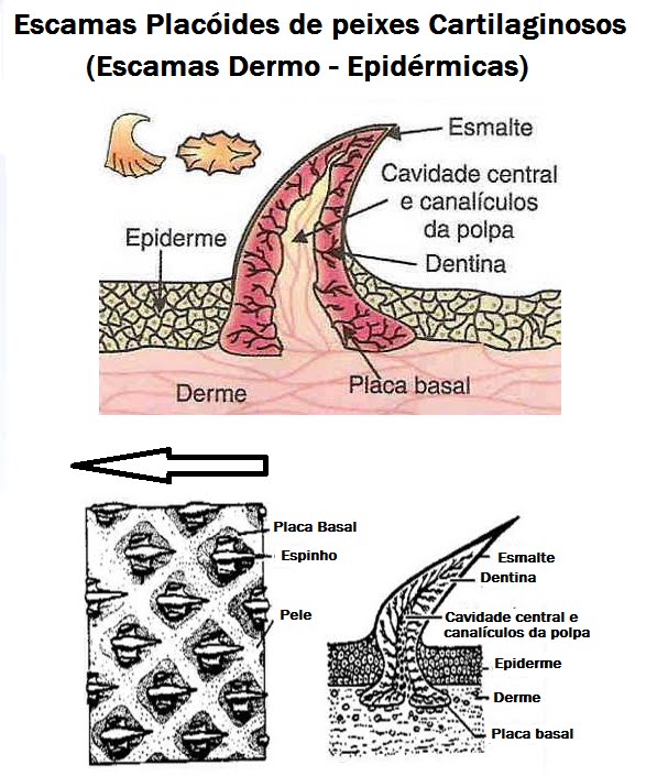 BIOLOGIA PARA A VIDA : COMPARAÇÃO ENTRE PEIXES CONDRÍCTES E OSTEÍCTES