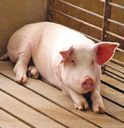 Ignatul, sansa perfecta a uitucului(P) | NG's blog ...