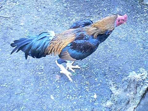 Leia: Galo Mutuca é o galo que corre na hora da luta.