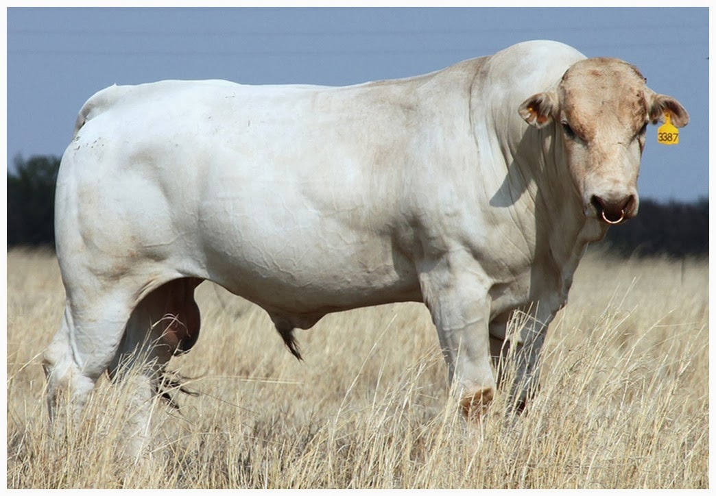 Generalidades de la Ganadería Bovina.: Chianina