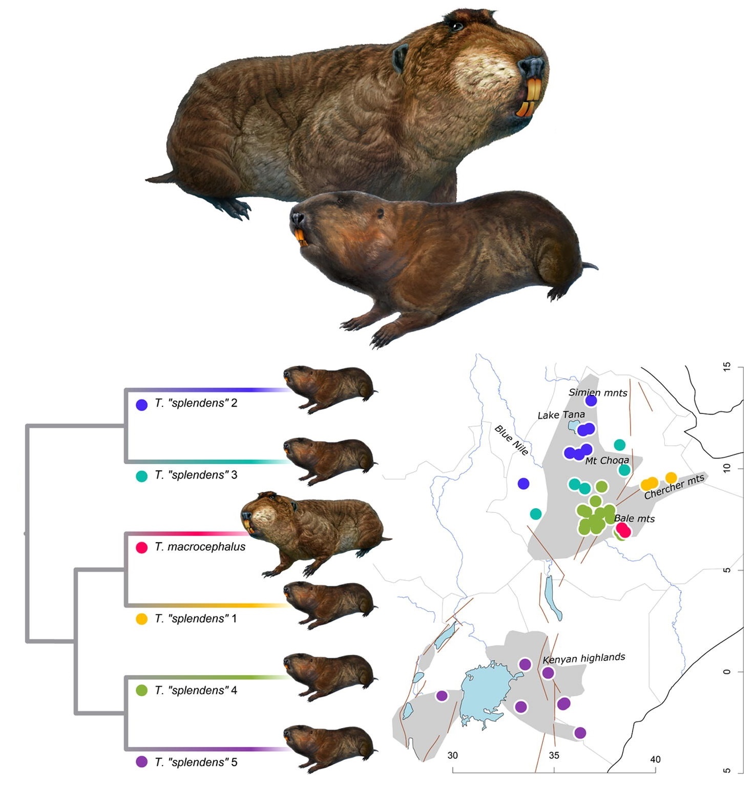 Species New to Science: [Mammalogy • 2018] Ethiopian Highlands as A ...