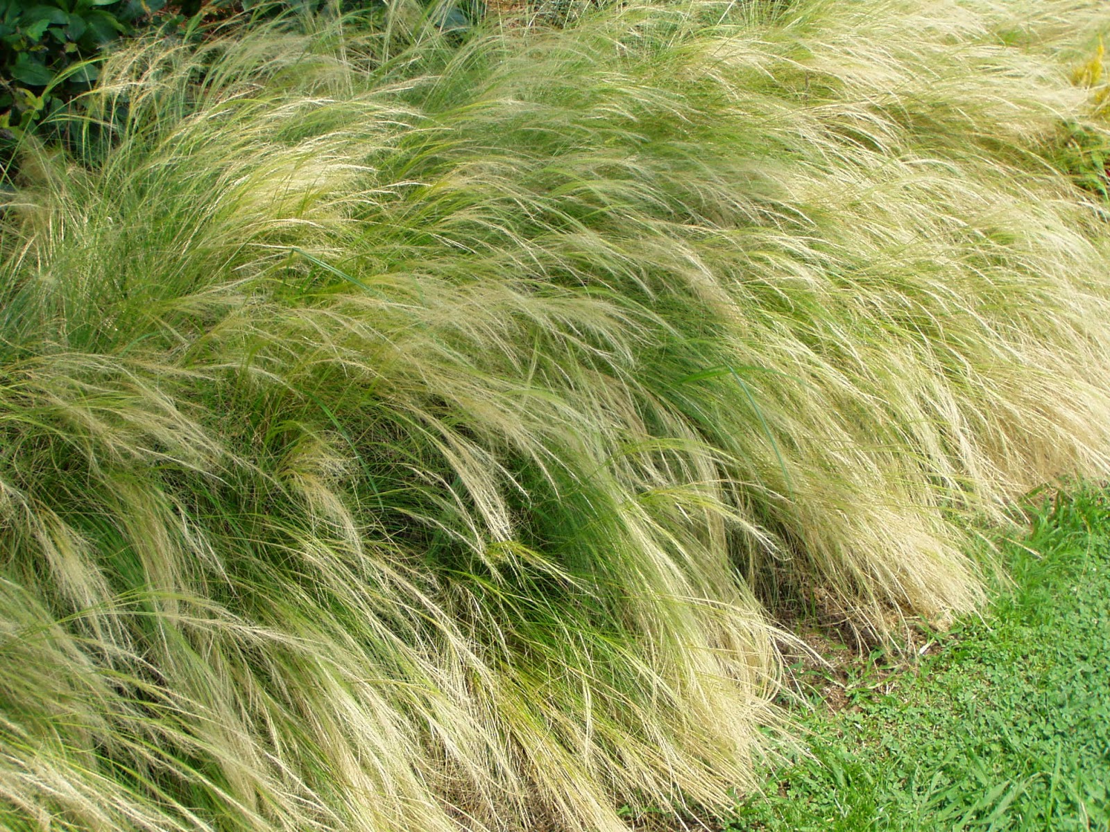 GoGardenNow - The Gardening Blog: Silky Thread Grass: Fiber Most Slender