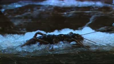 The Evolution Problem: Animal Evidence #3 - The New Zealand Cave Weta