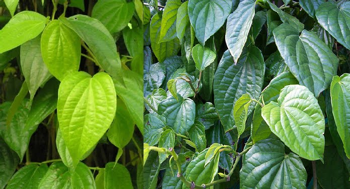 .: HERBA MELAYU - TUMBUHAN MAKANAN PERUBATAN