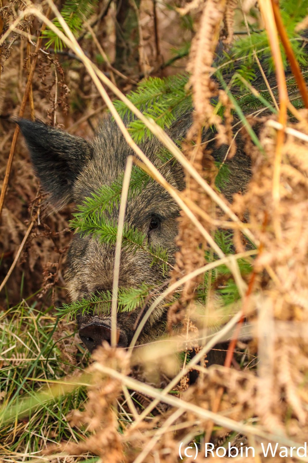 Forest of Dean Wildlife & Nature Diary: The Weeks Ahead