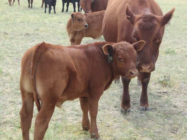 4R Ranch: Pharo Cattle Company