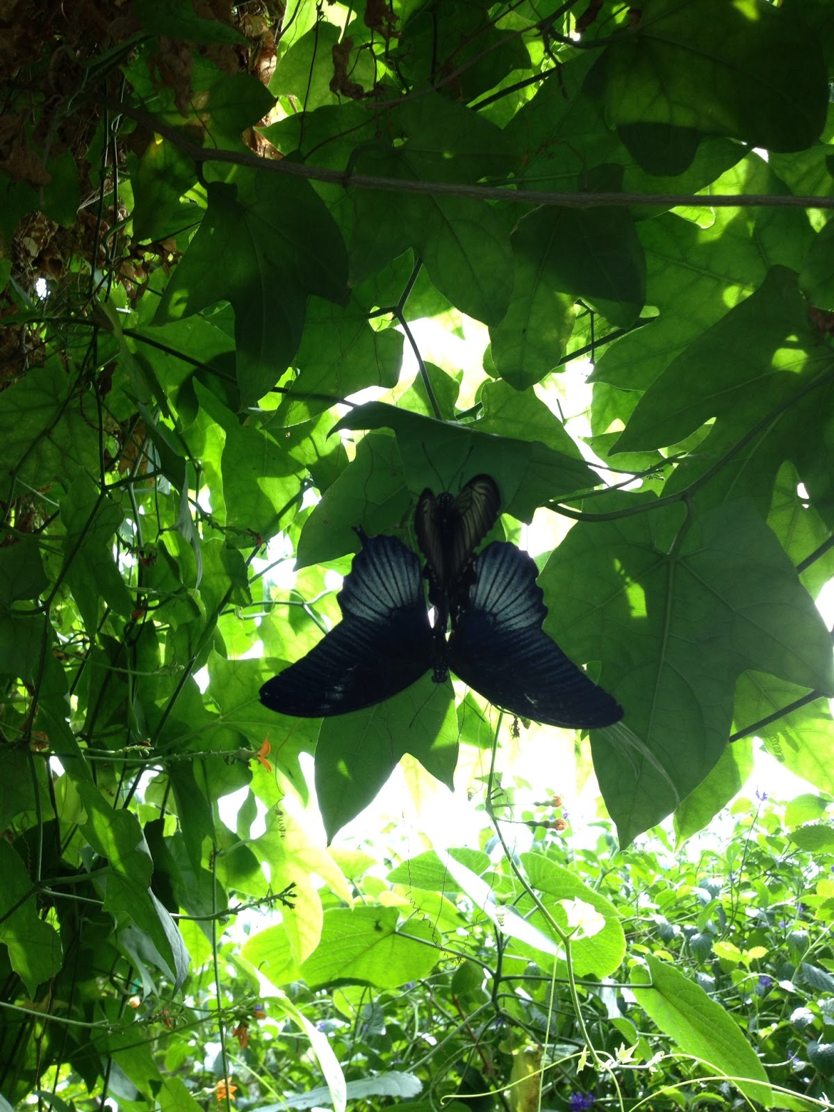 Nourishment for the Soul: Lessons from the Butterfly