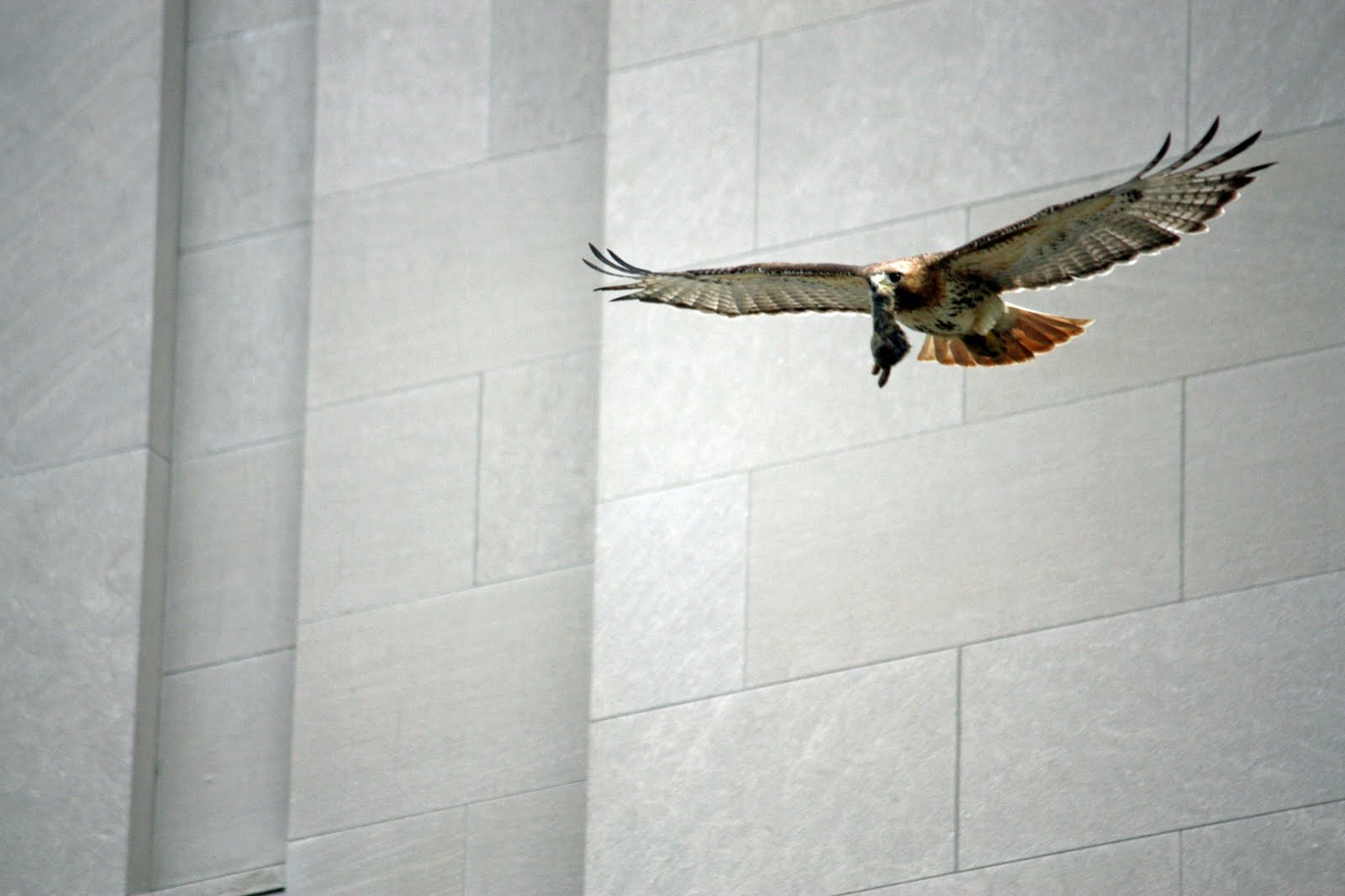 Hawkwatch at the Franklin Institute: Another eyass fledges... and a ...