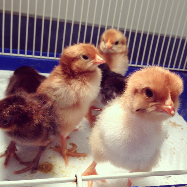 Parks Place: Baby Chicks