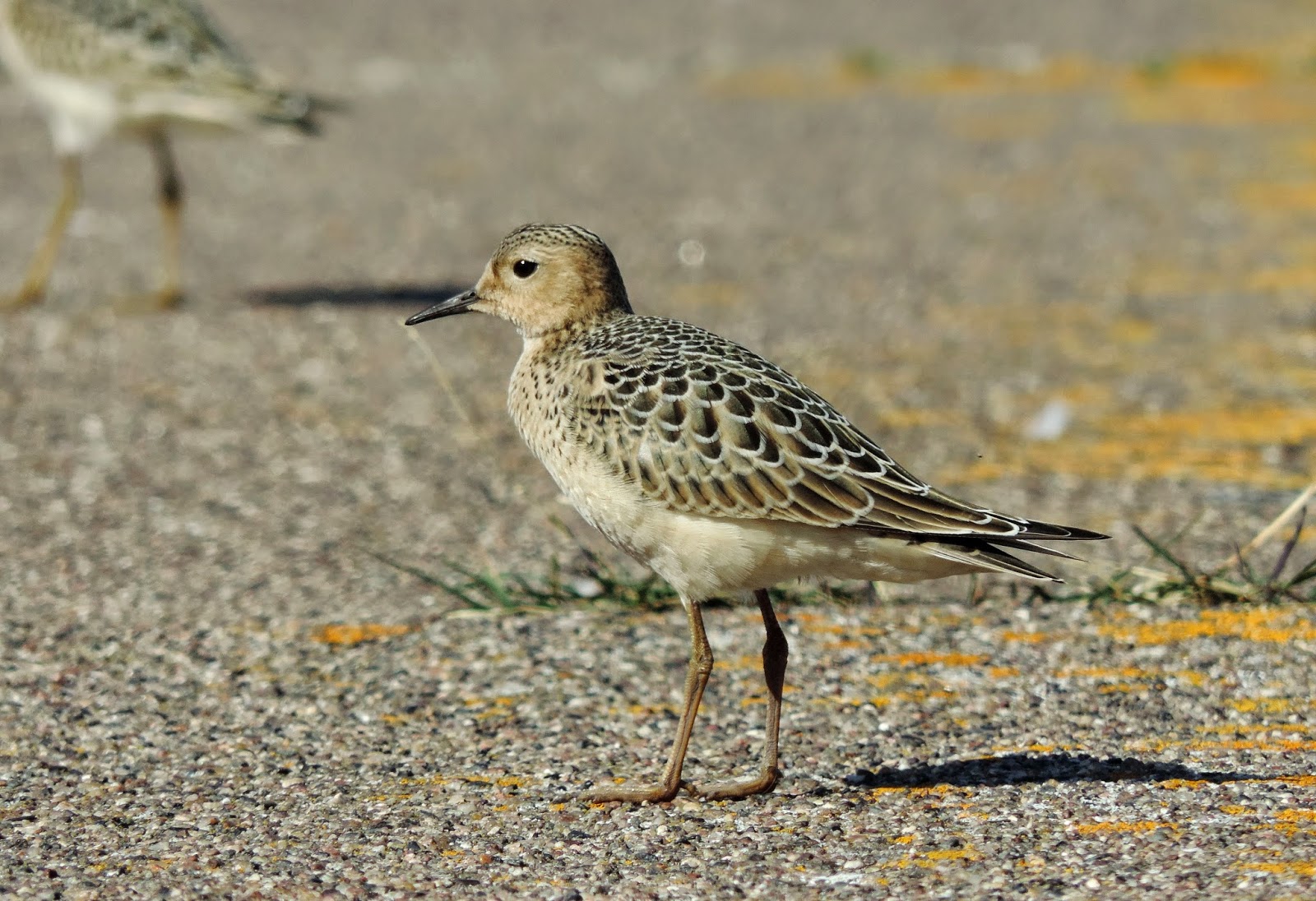 Birding Is Fun!: Buff-breasted Sandpipers in the Buff