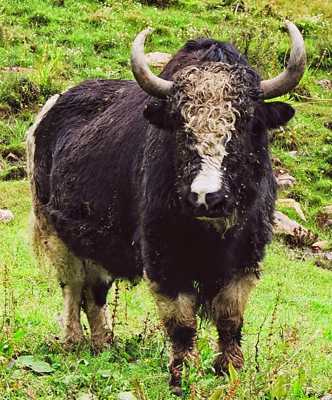 YAK photos - wallpapers | the fun bank