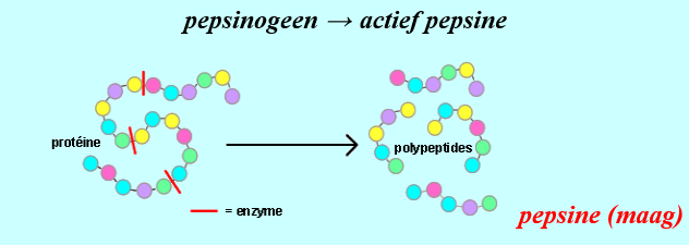 DE ANATOMIE EN PATHOLOGIE VAN DE MAAG: DE FUNCTIES VAN DE MAAG