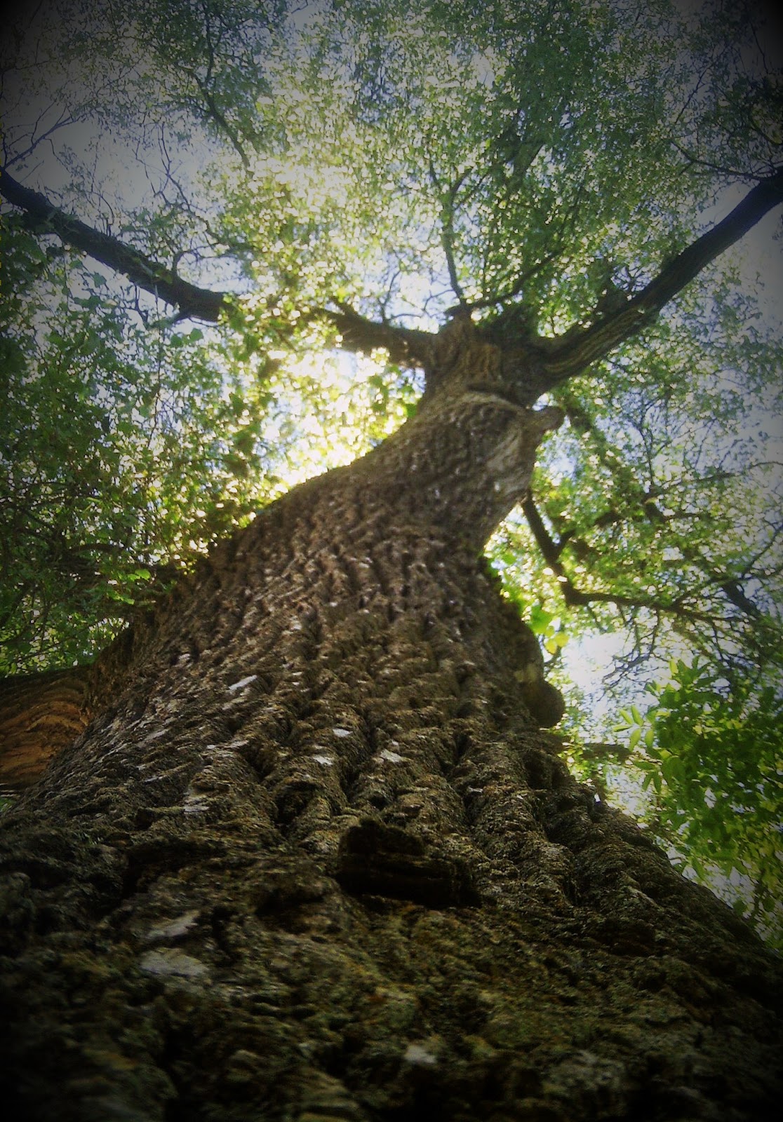 Knižní deníček: RECENZE: Zázraky z nebe - Christy Wilson Beam