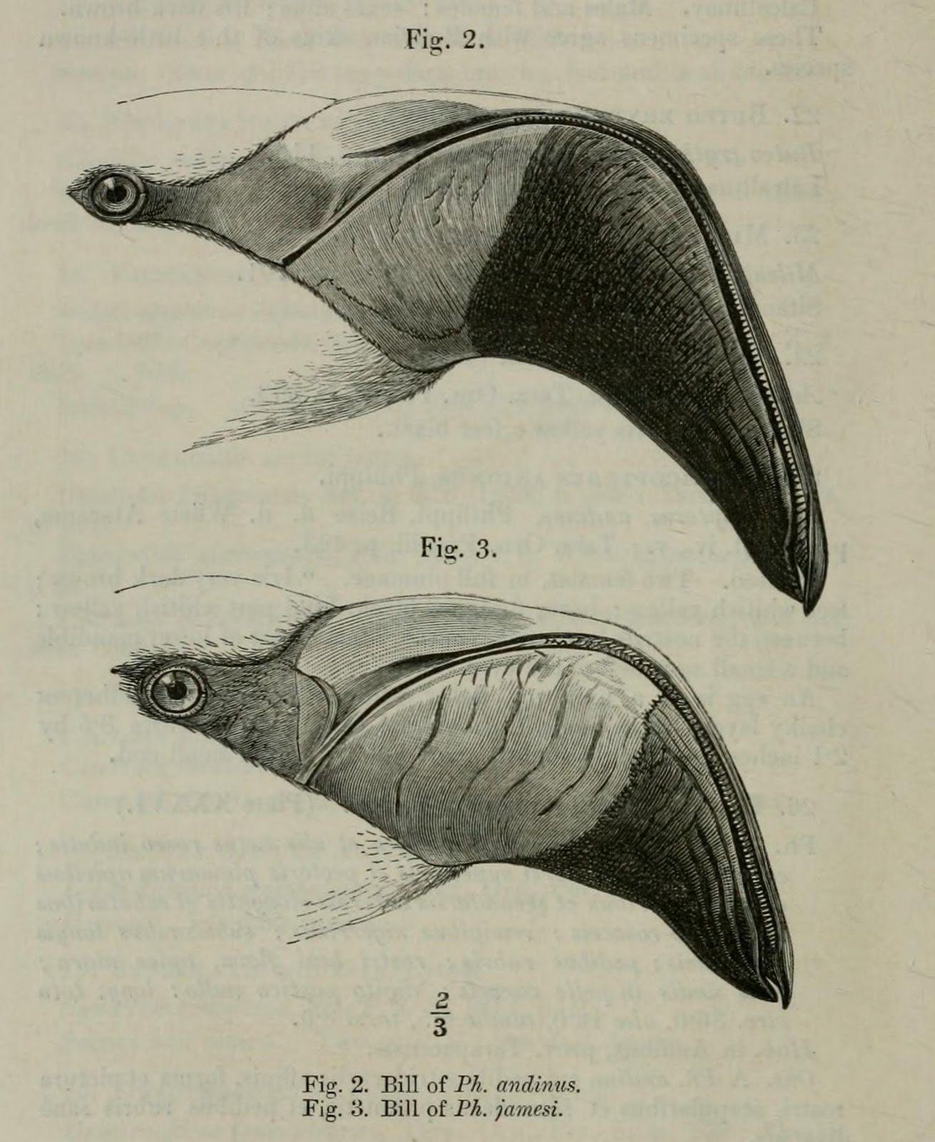 HISTORIAS ZOOLOGICAS: A LA BUSQUEDA DEL CHURURU O PARINA CHICA ...