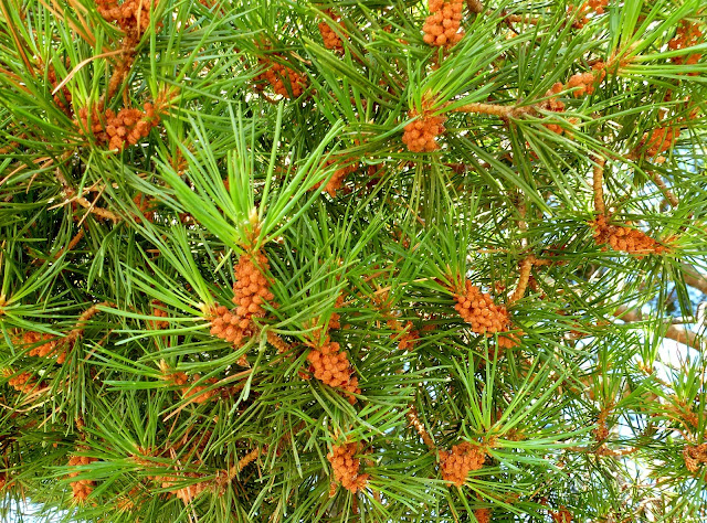 Árboles con alma: Pino albar. Pi roig. (Pinus sylvestris)