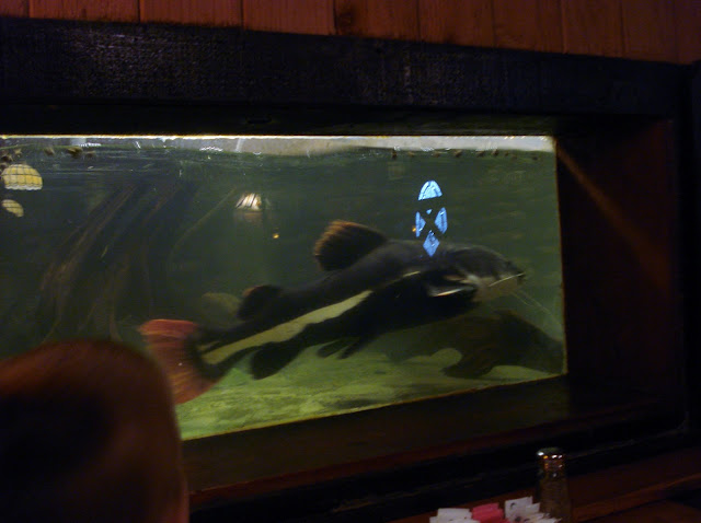 Experiencing Illinois: The Fin Inn