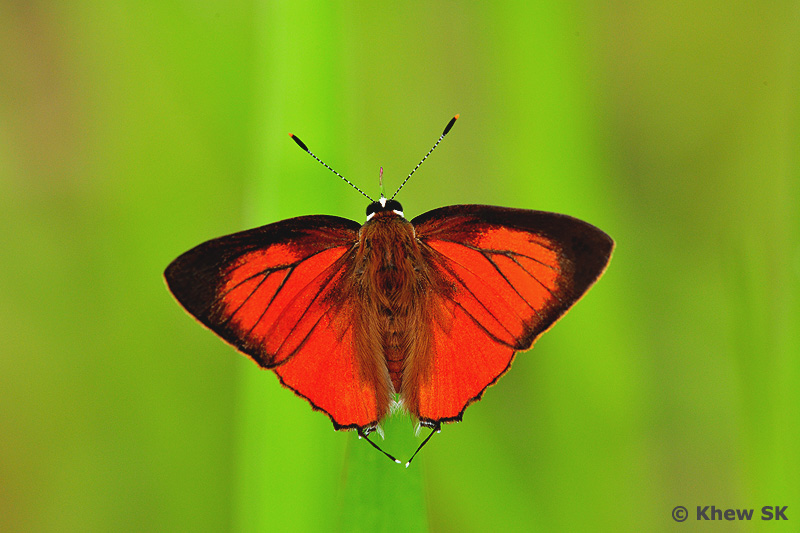 Butterflies of Singapore: Butterfly Portraits - Common Red Flash
