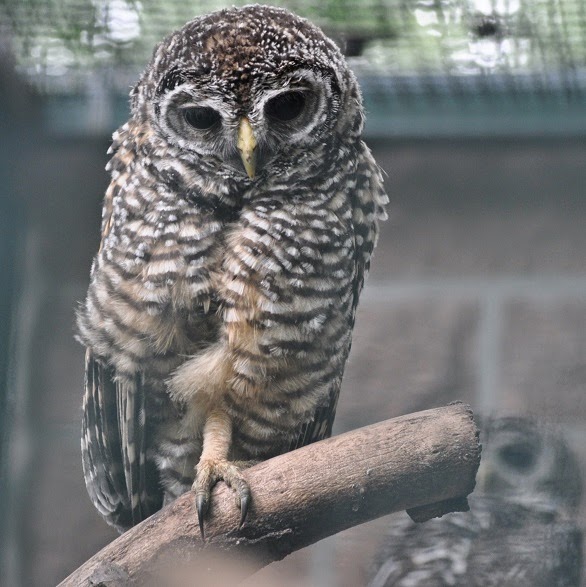 ZOOTOGRAFIANDO (6.100 ANIMALS): LECHUZA BATARAZ / RUFOUS-LEGGED OWL ...
