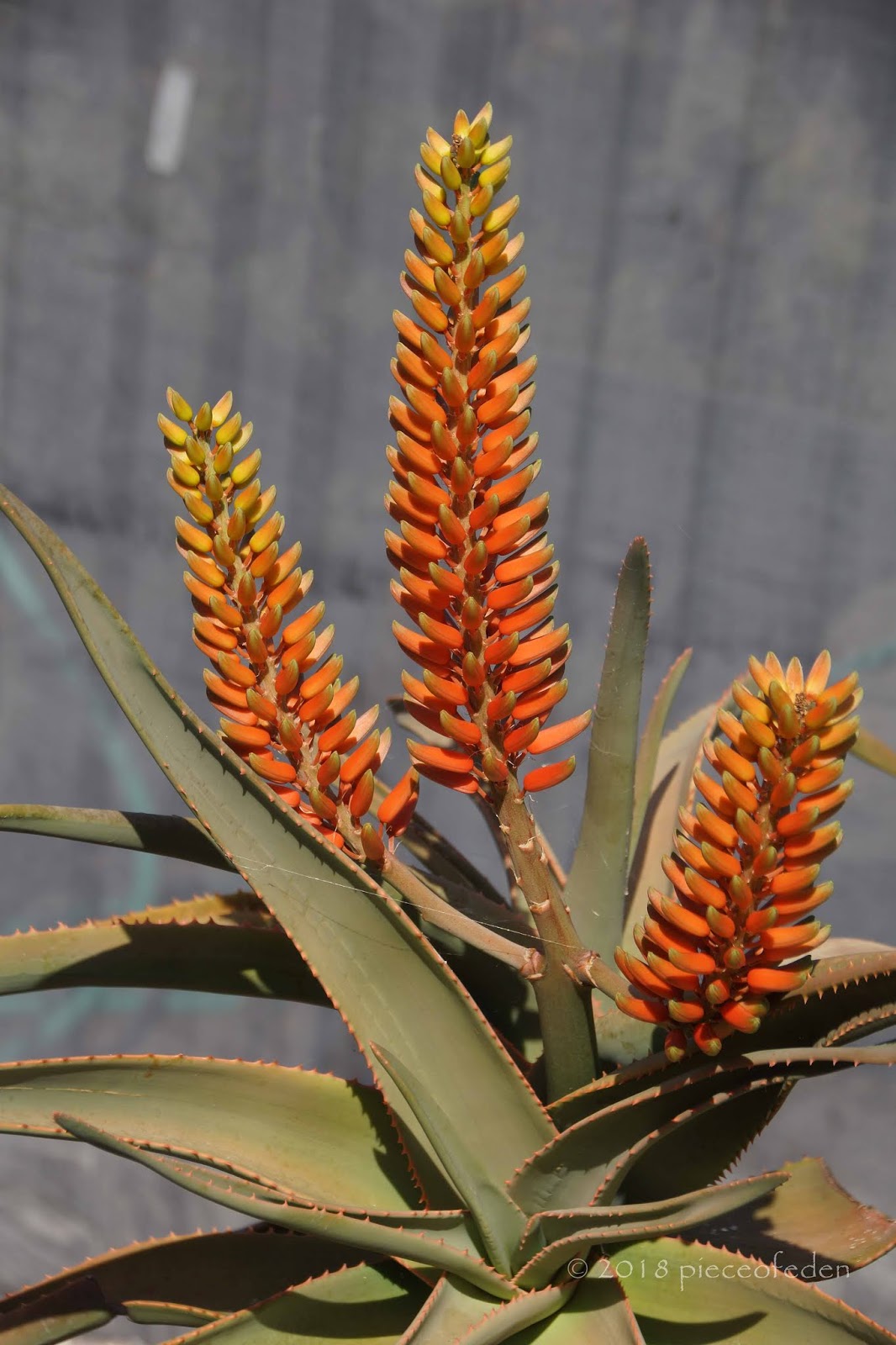 First Aloe/Aloidendron 'Hercules' Flower