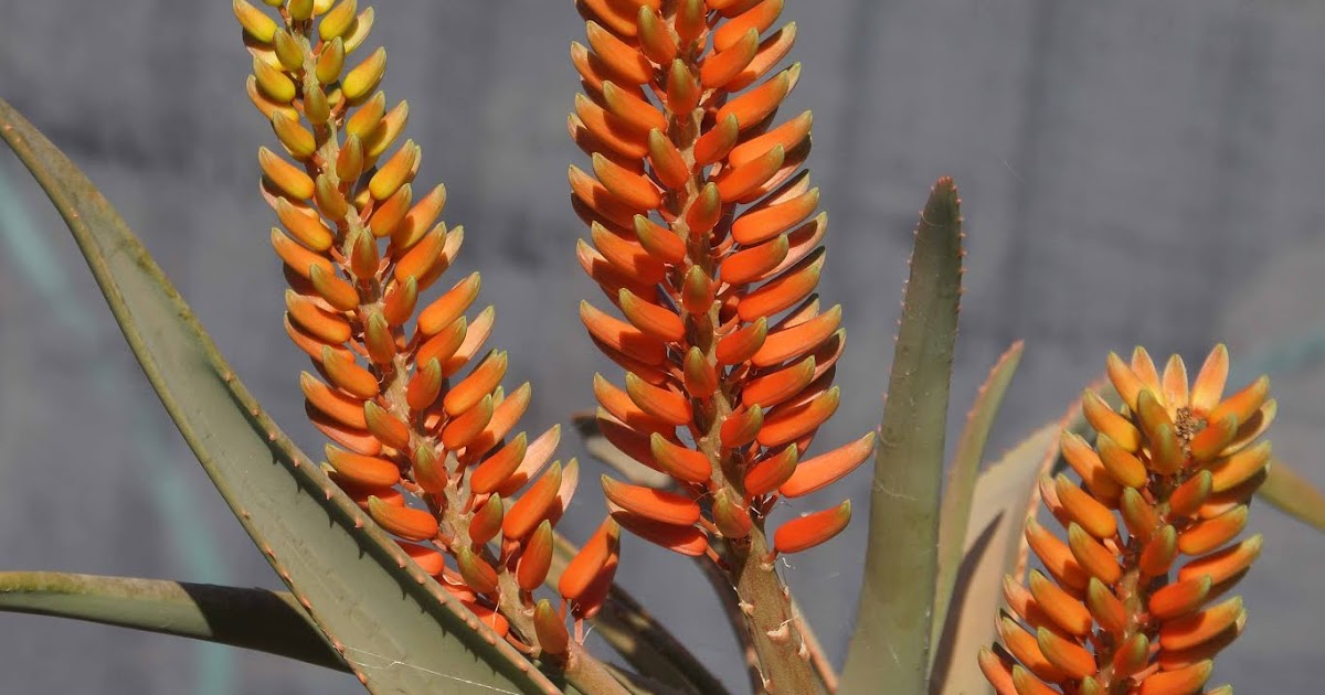First Aloe/Aloidendron 'Hercules' Flower