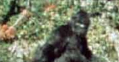 A Guide to Bigfoot: Patterson-Gimlin Film