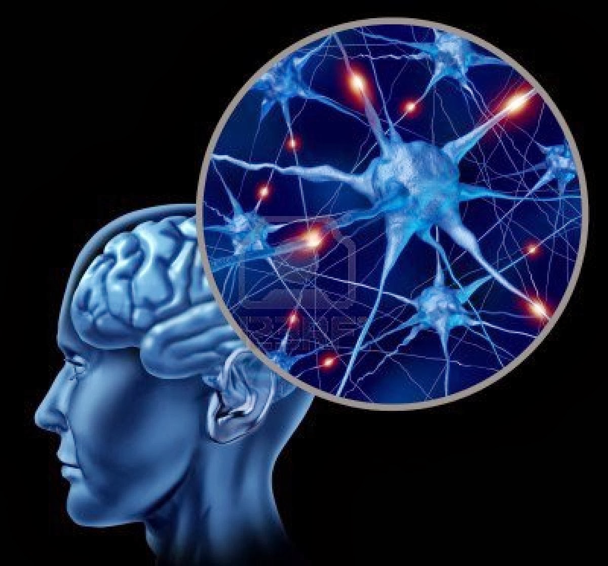 La función del cerebro - 280 a.C. - Biología