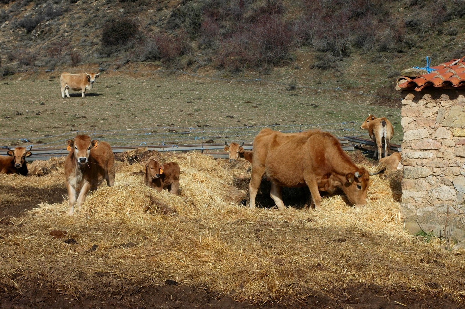 Natura Xilocae: VENTE A LA MODORRA DE CUCALÓN CON EL CEJ
