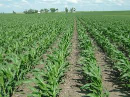 Corn Cultivation Complete Guide For Maximum Results