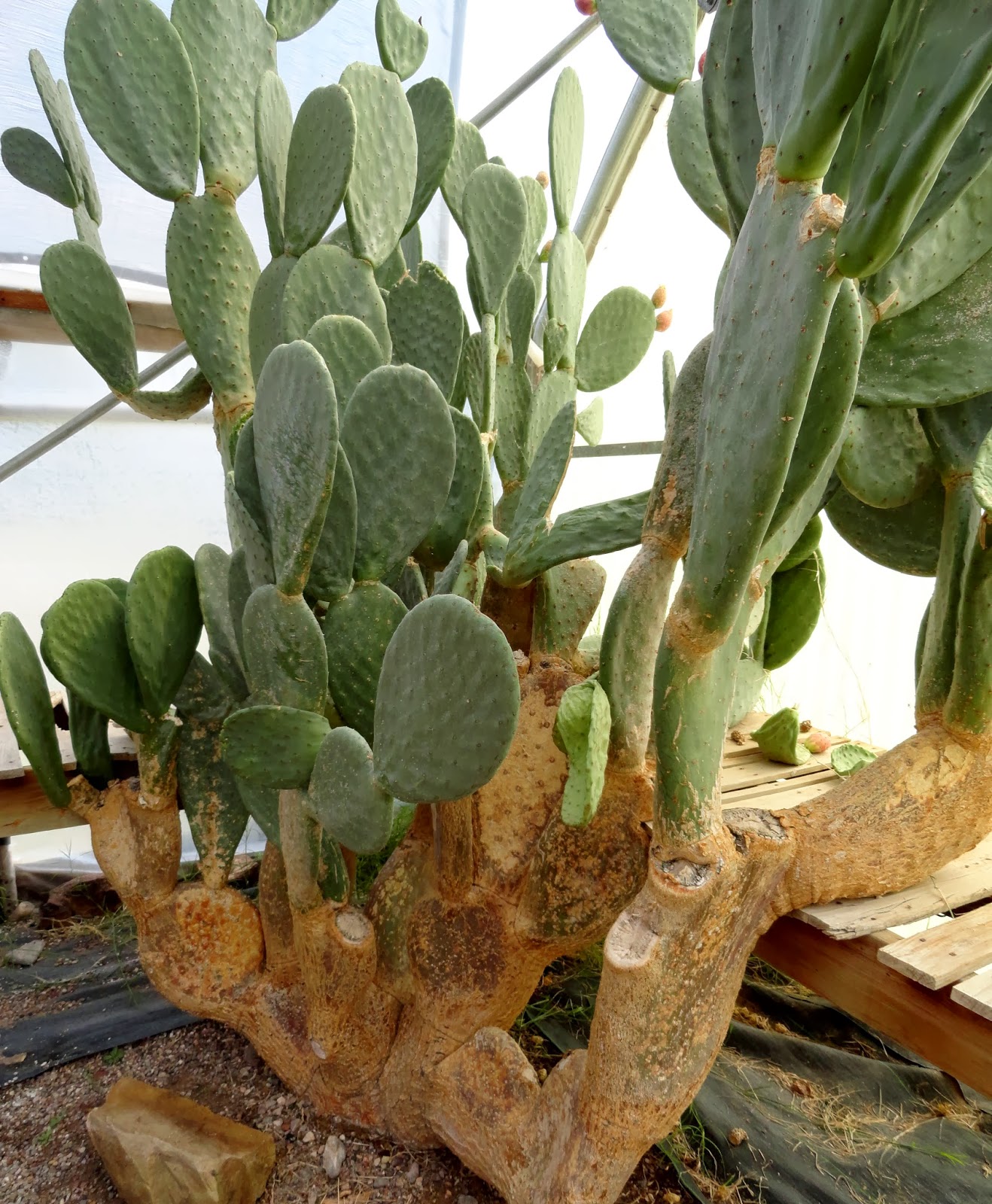 danger garden: Buffalo Bill’s Exotic Cactus Ranch, again (yawn….)