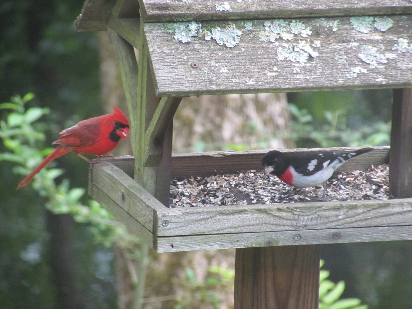 The Husker Family: Backyard Critters