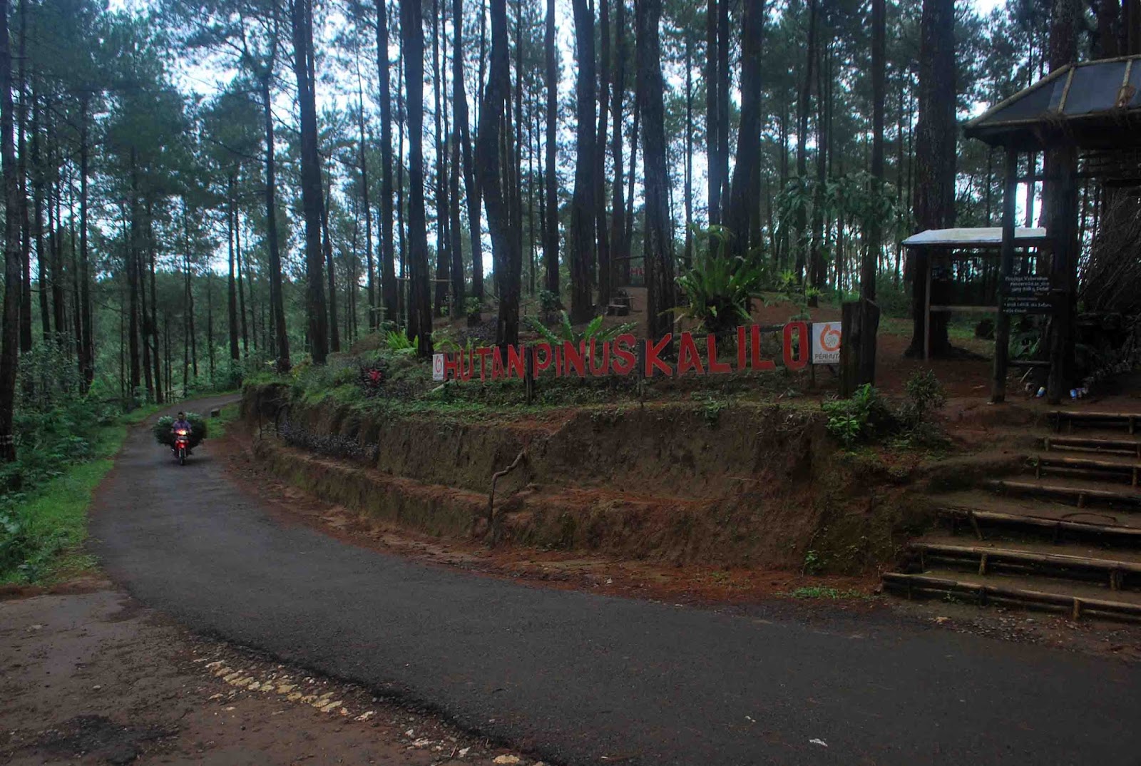 Eksotisme Hutan Pinus Kalilo Kaligesing