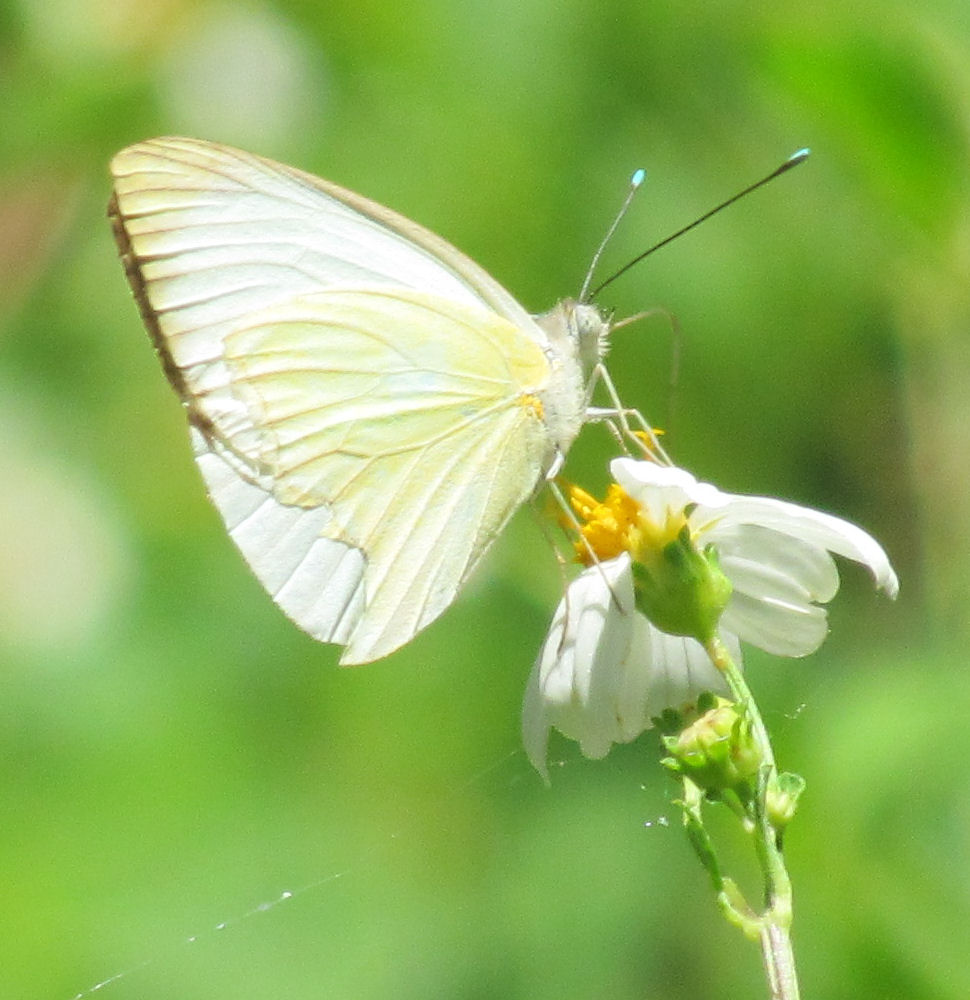 Foto Blog Puerto Rico: Foto de Mariposa Blanca