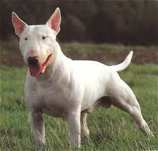 Como Adiestrar a tu Perro.: Bull Terrier
