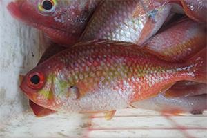 NEGOMBO SEAFOODS: Gal malu