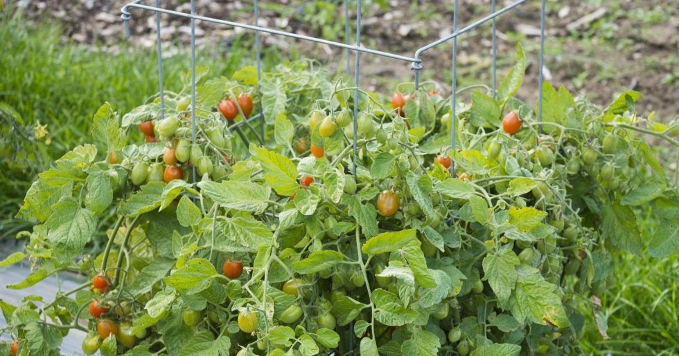 Front Range Food Gardener: Determining tomato varieites