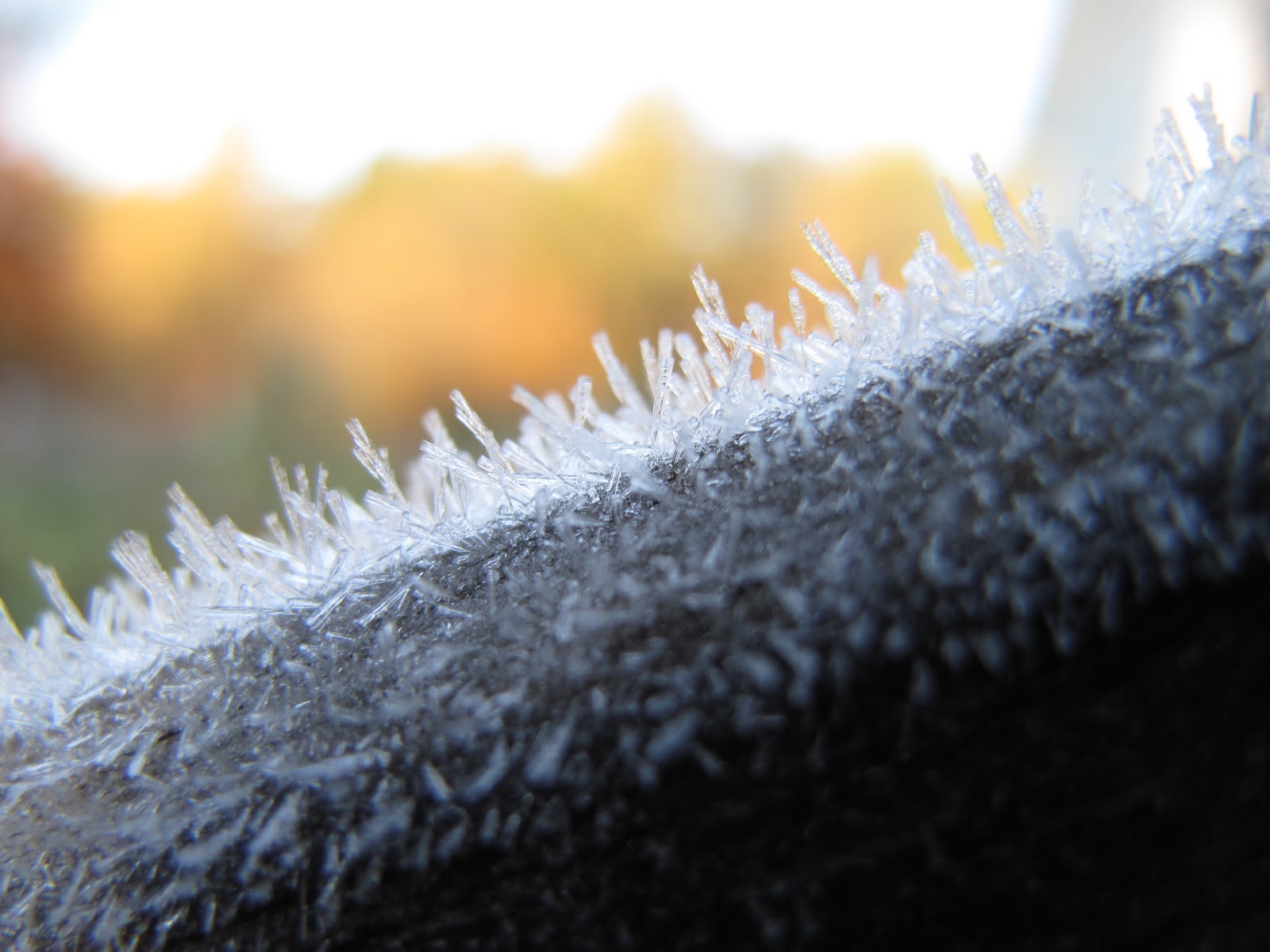 Wings of Dawn Farm: Hard Frost