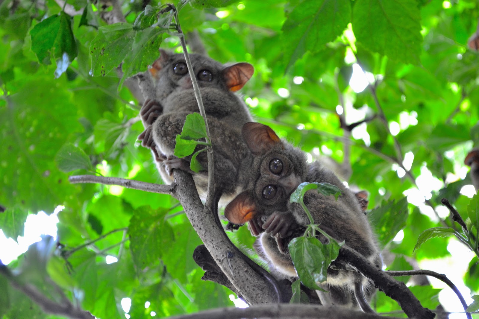 Marini Fang: Melihat Tarsius, si kera terkecil didunia