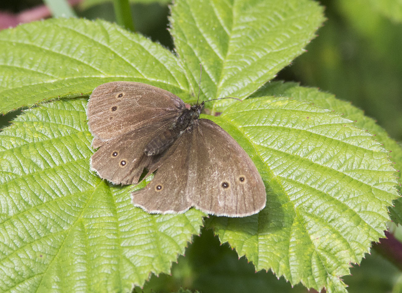 Butterfly Season | Naturally