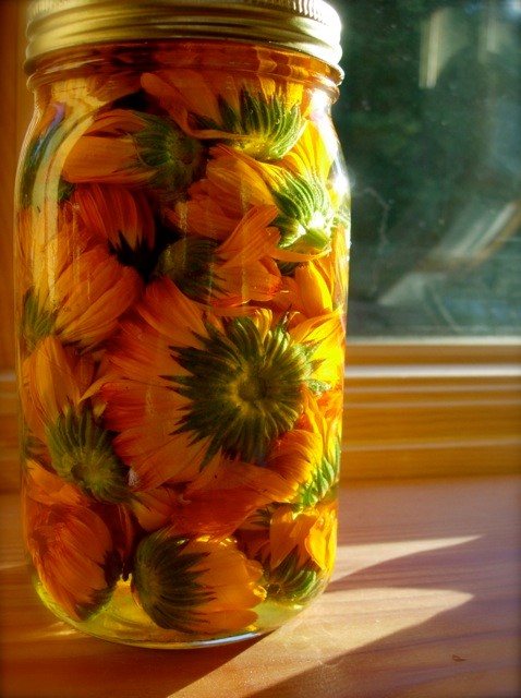 Nourishing Herbs: Calendula, The Cheerful Healer