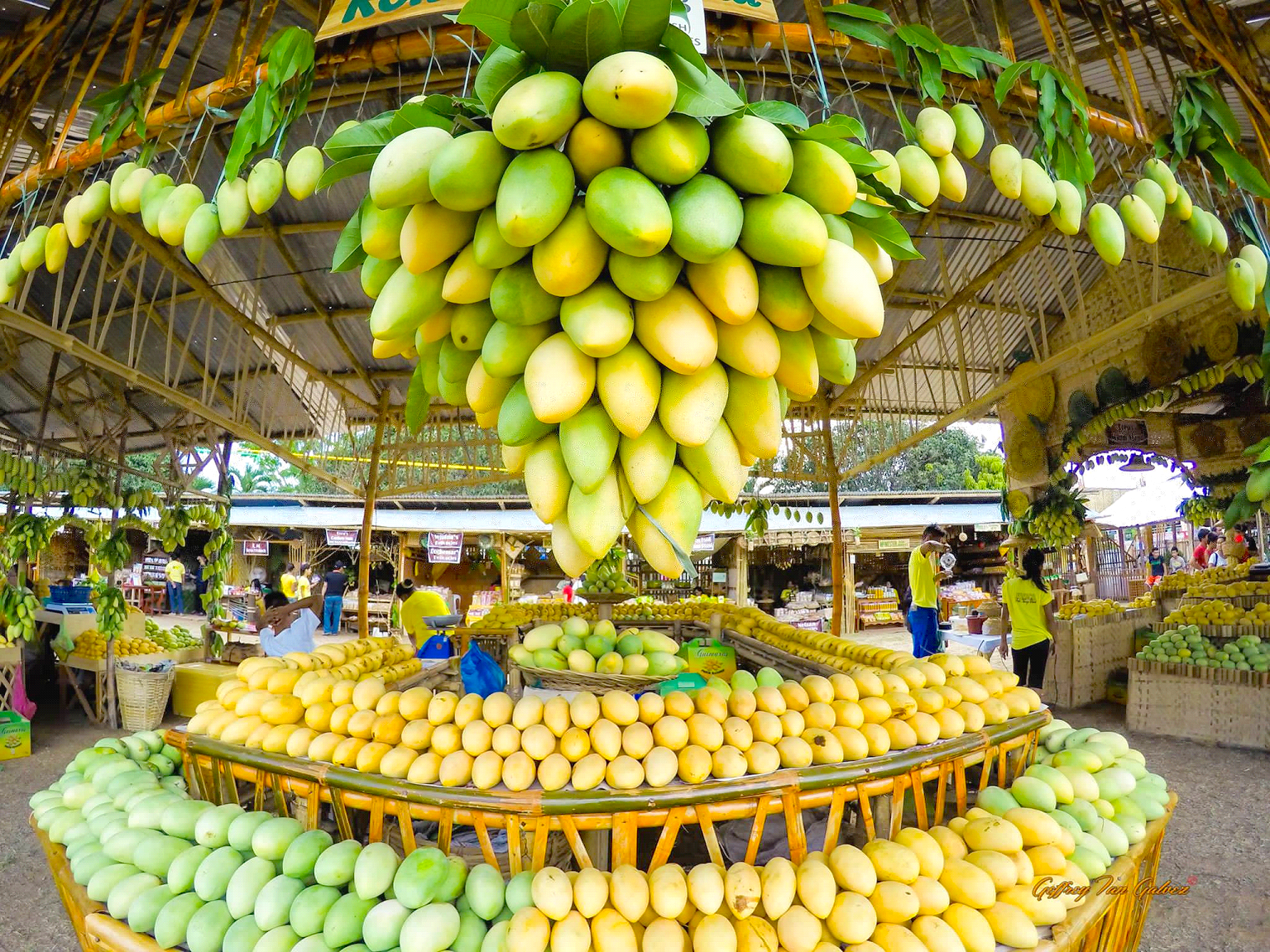 WORLD'S SWEETEST MANGO AND SWEETEST FRUIT - PHILIPPINE CARABAO MANGO ...