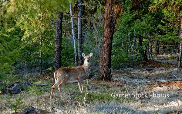 Stock and Fine Art Photos: White Tail Deer in Subalpine Forest