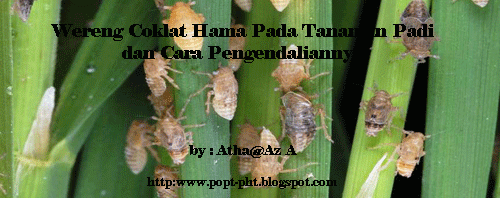 MENGENAL HAMA TANAMAN: Wereng Batang Coklat Hama Pada Tanaman Padi