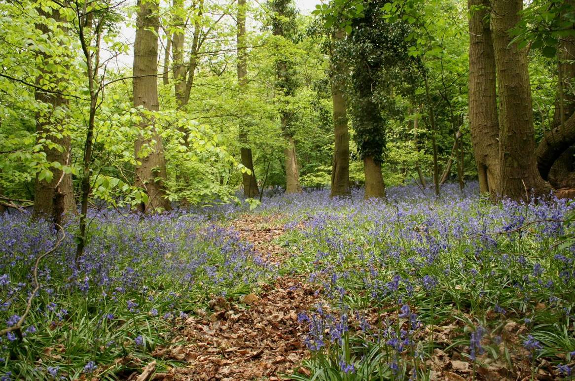 Eastham Country Park: Spring / Summer in the Woods