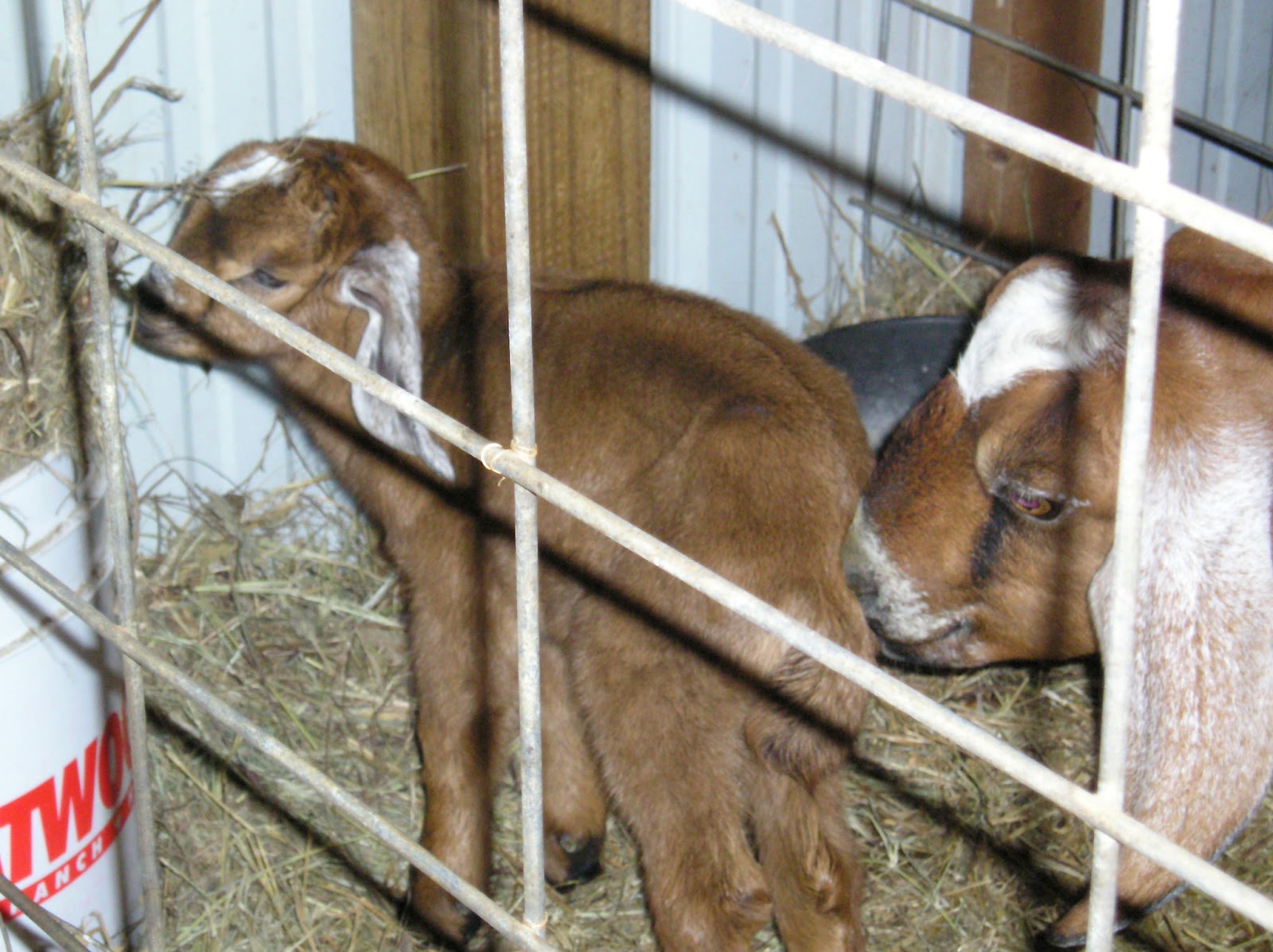 Thoughts from Frank and Fern: Fixing a Baby Goat's Ear