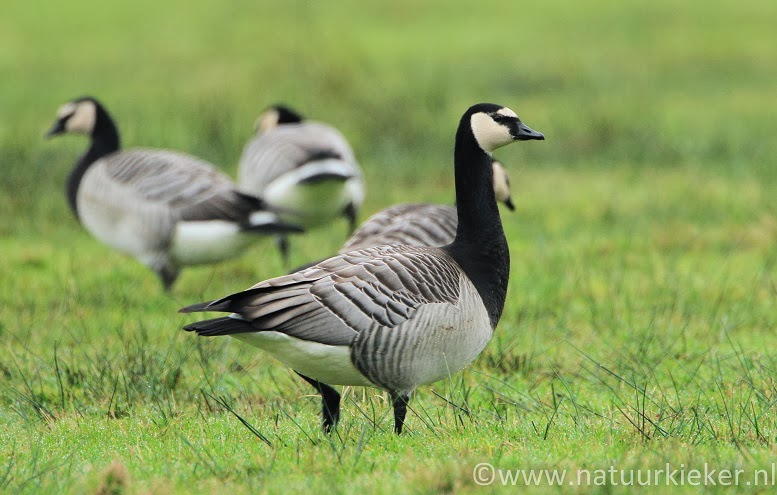 Veel soorten ganzen gezien